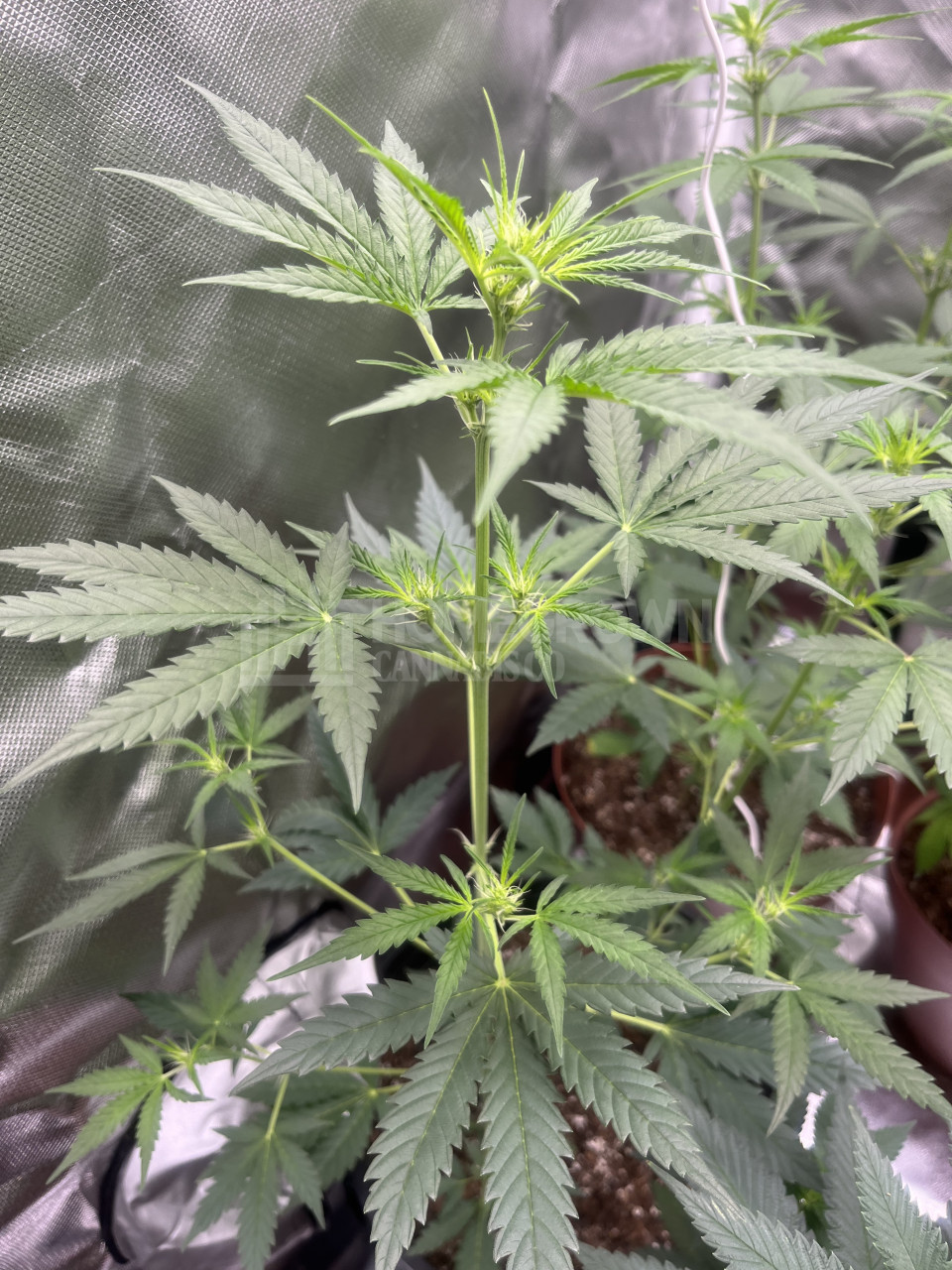 Mazar Autoflower Cannabis Seeds week 4 grow journal by olschool64 ...