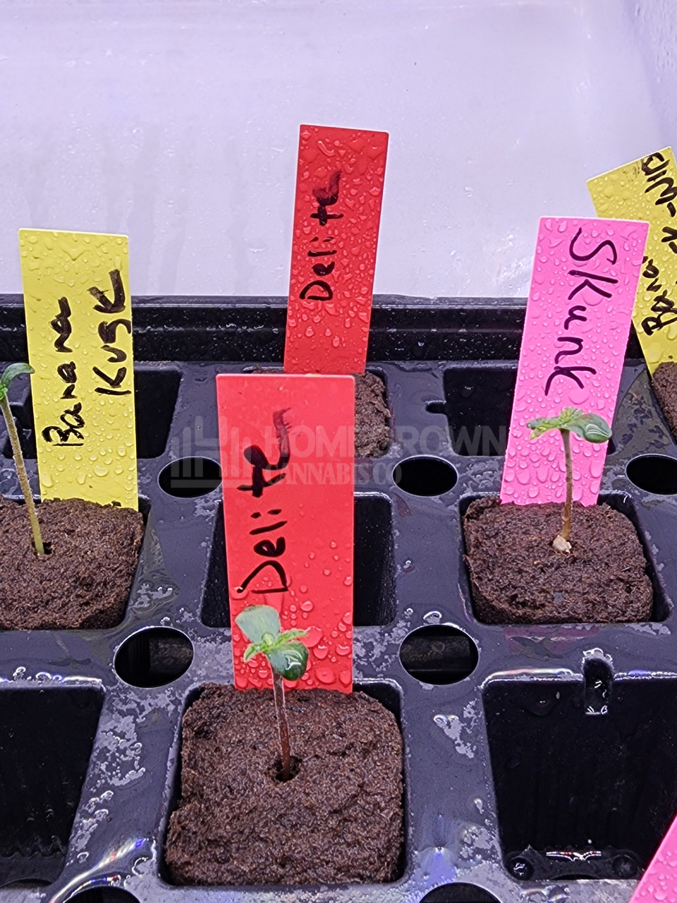 Deelite Auto Cannabis Seeds week 1 grow journal by mstrain - Deelite ...