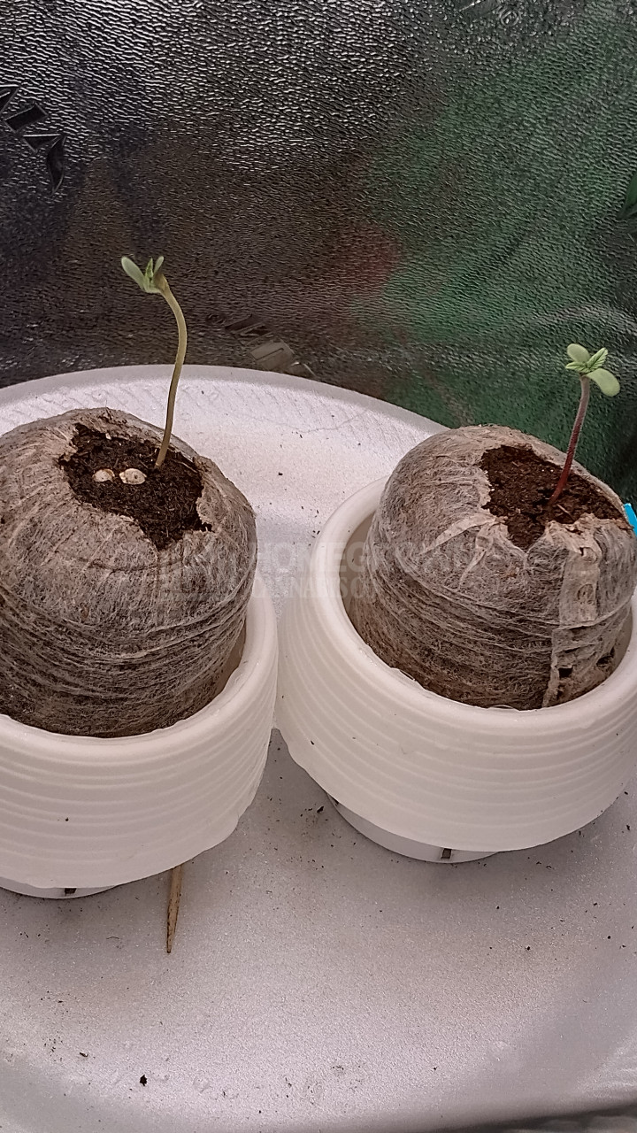 Northern Lights Autoflower Cannabis Seeds week 1 grow journal by lee ...