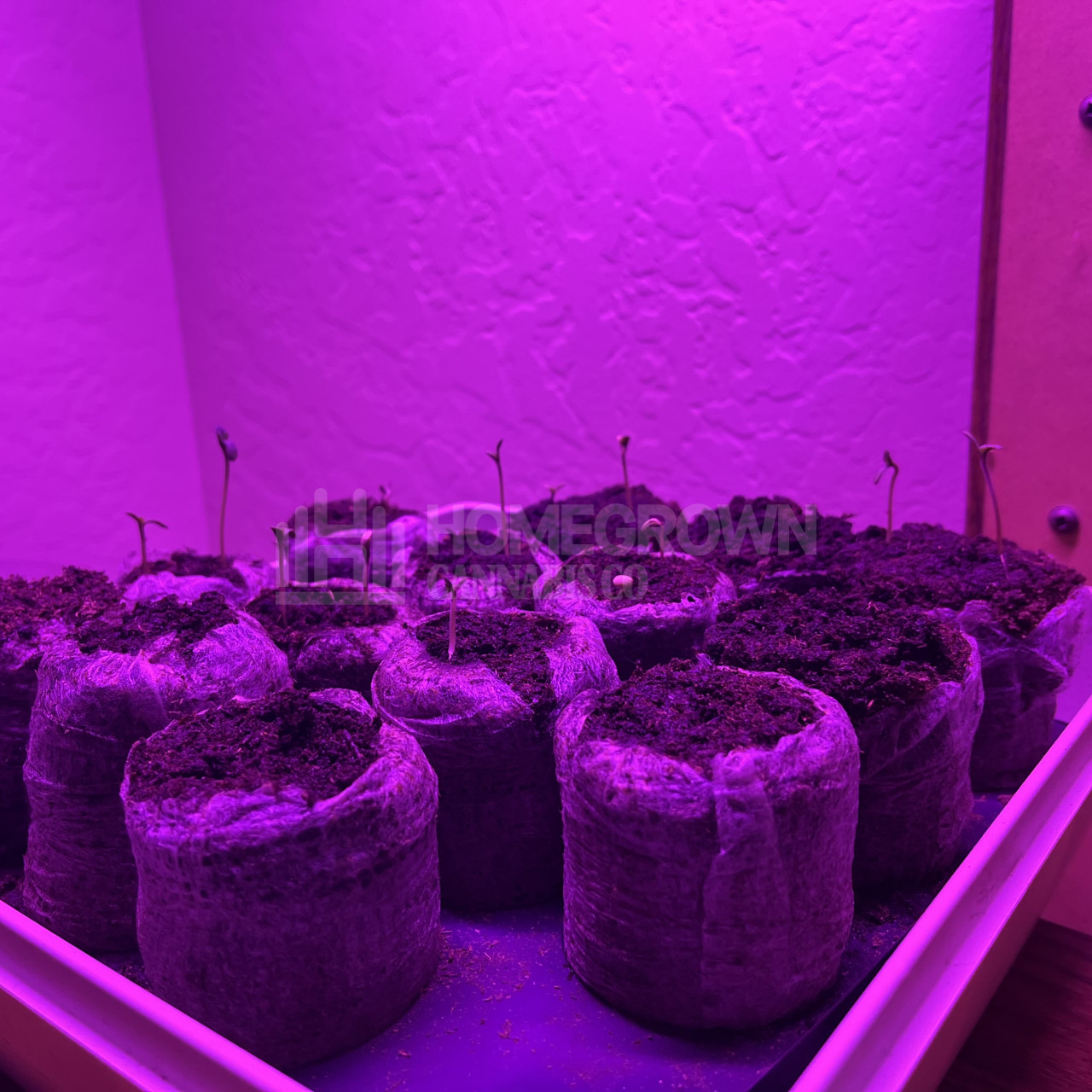 Chocolope Feminized Cannabis Seeds week 1 grow journal by chef602 ...