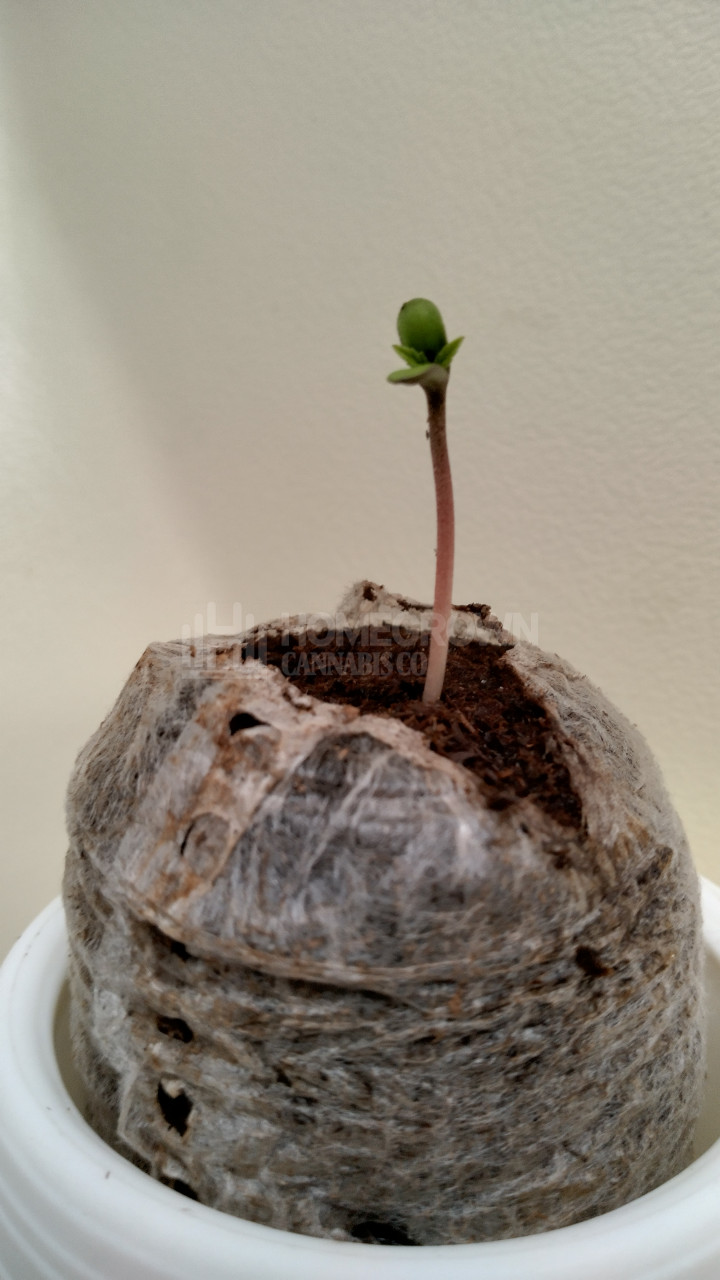 Northern Lights Autoflower Cannabis Seeds week 1 grow journal by lee ...