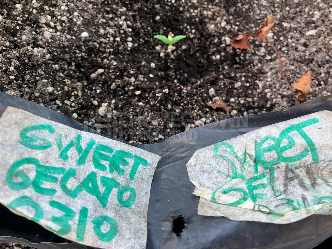 Gelato Autoflower Cannabis Seeds week 1 grow journal by half-shadow ...