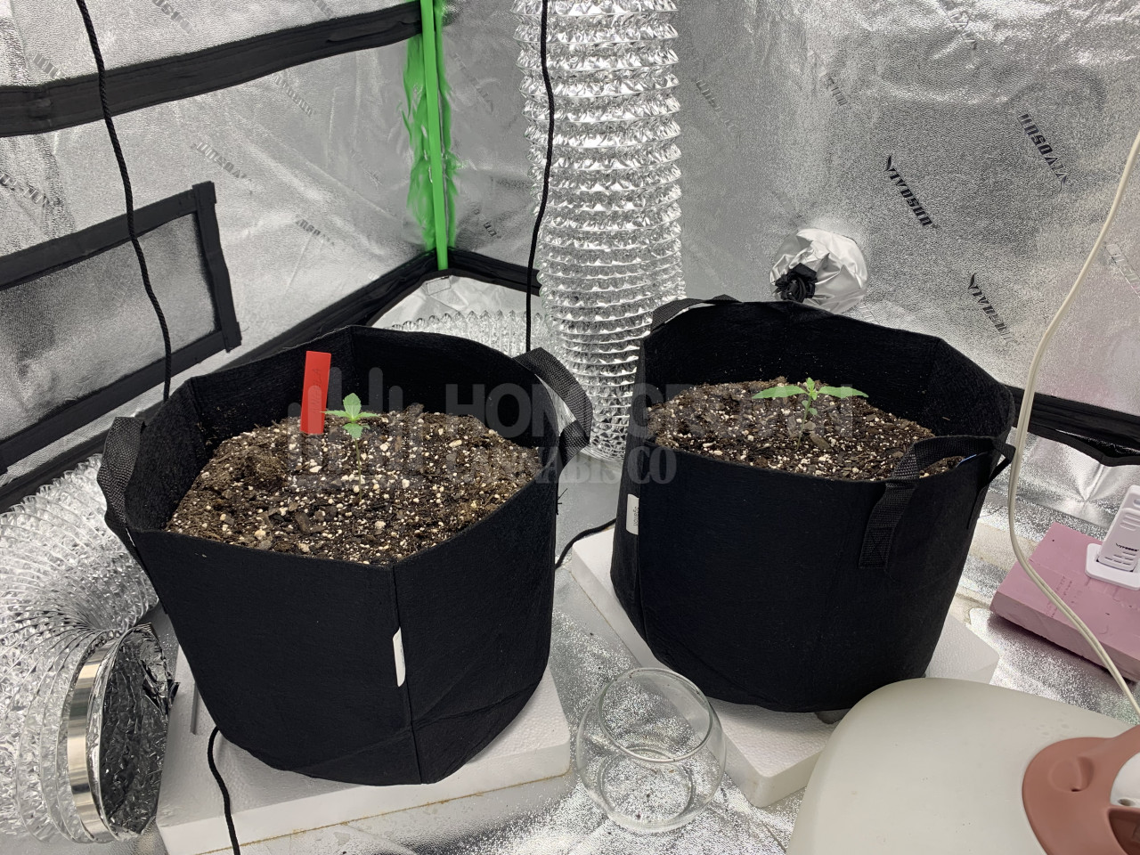 Gelato Autoflower Cannabis Seeds week 2 grow journal by danny-hahn ...