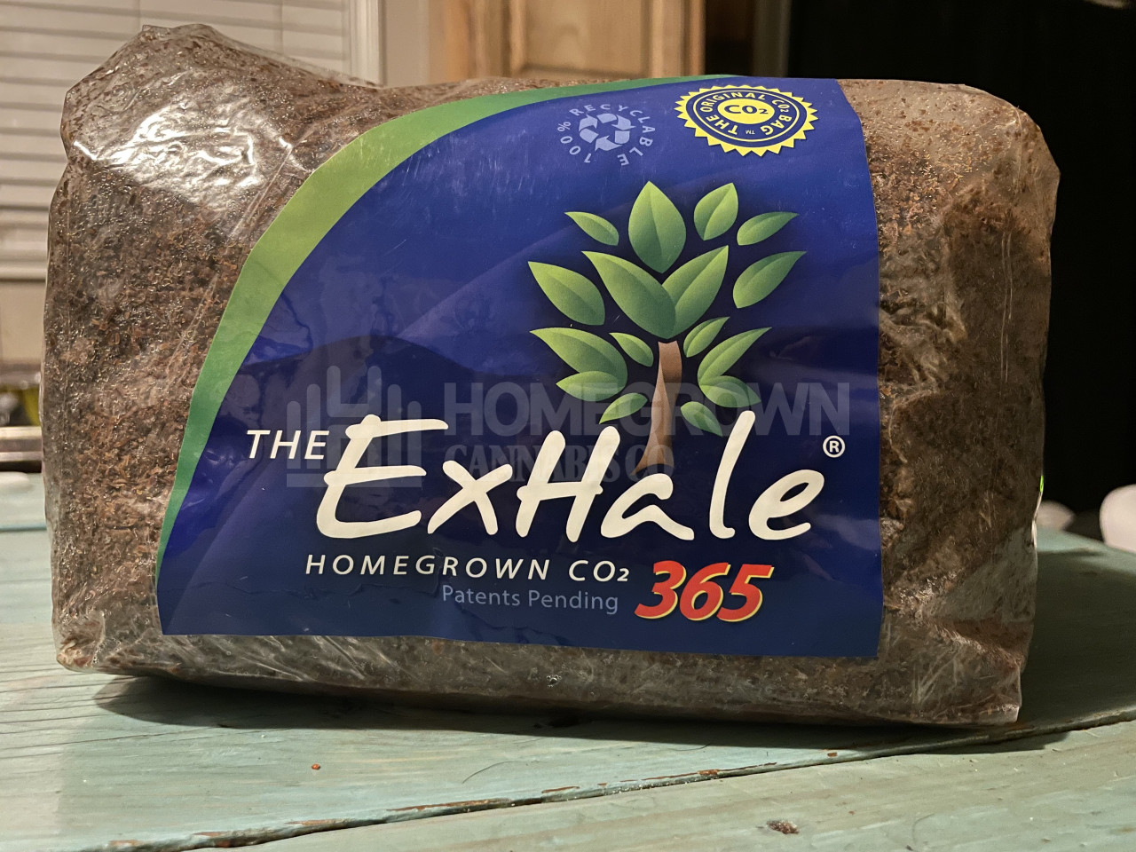 Blue Cheese Autoflower Cannabis Seeds week 1 grow journal by peepaw420 ...