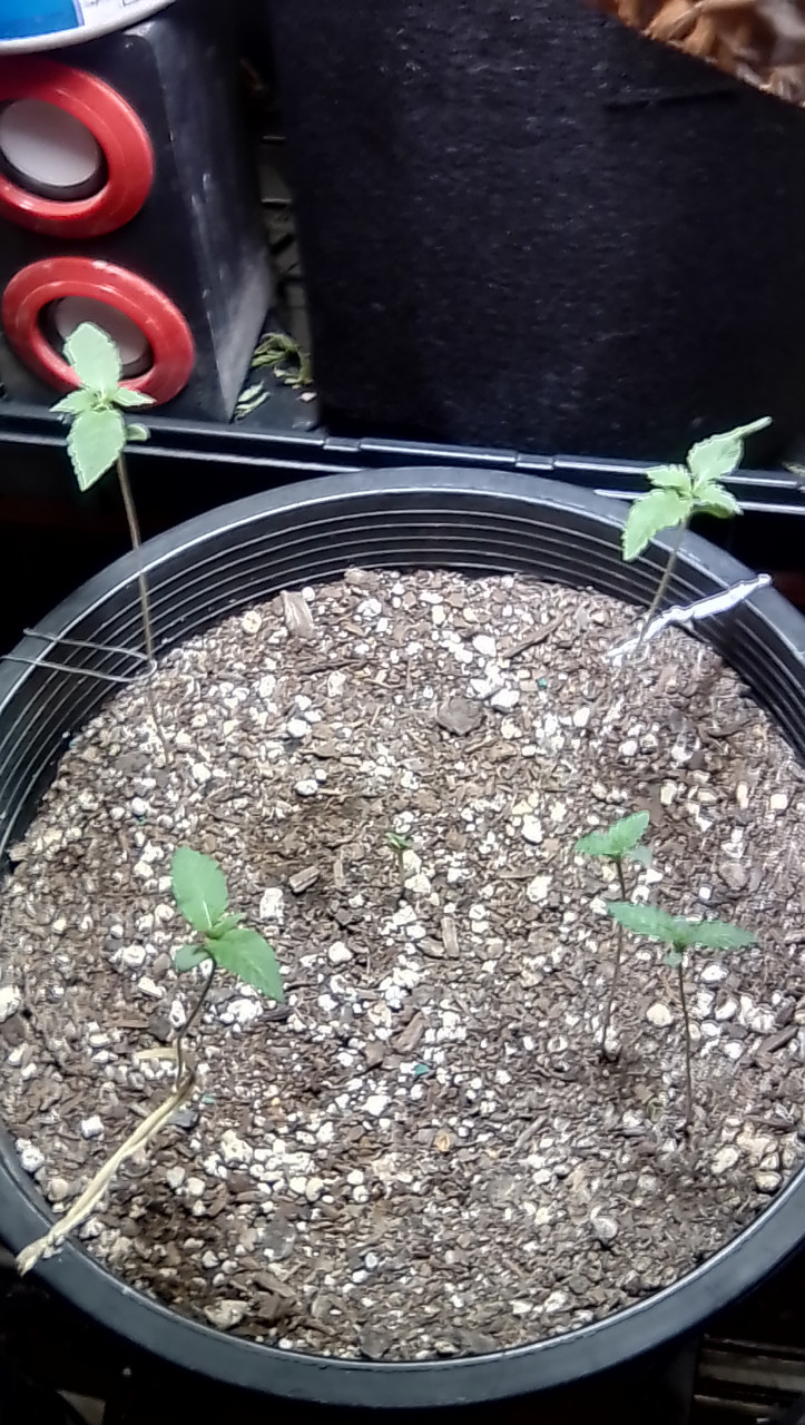 Lowryder Autoflower Cannabis Seeds week 2 grow journal by corneliusc ...