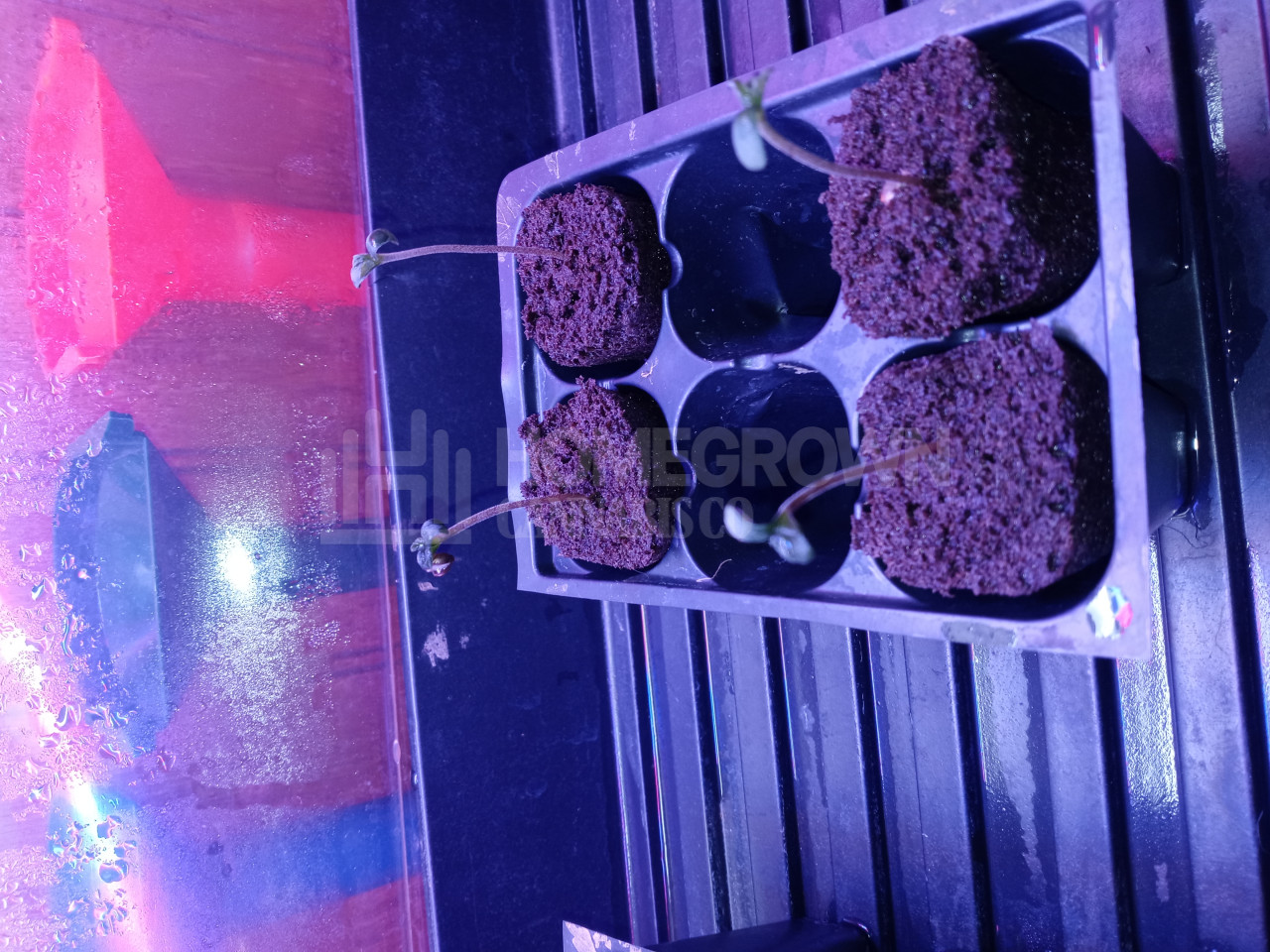 Purple Kush Autoflower Cannabis Seeds week 1 grow journal by kurtisd74 ...