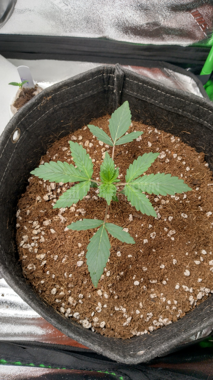 Northern Lights Autoflower Cannabis Seeds week 3 grow journal by lee ...