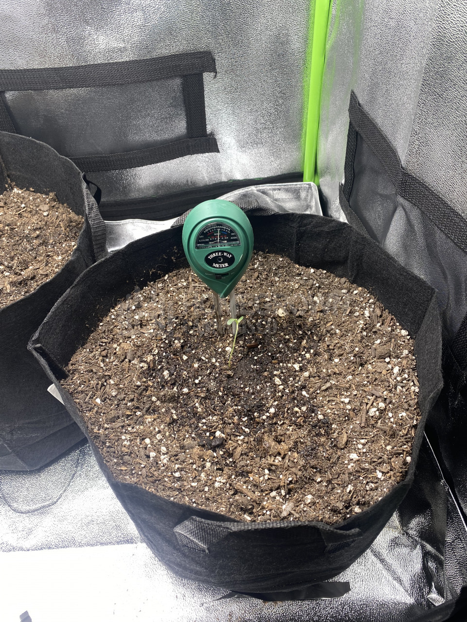 Green Crack Autoflower Cannabis Seeds week 1 grow journal by Joshua ...