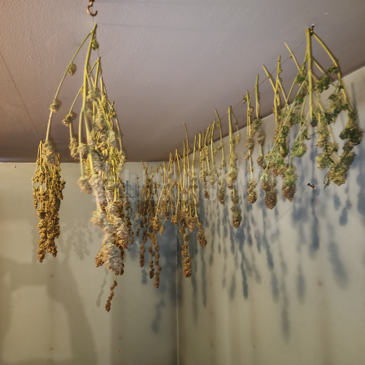 Girl Scout Cookies Feminized Cannabis Seeds week 20 grow journal by ...