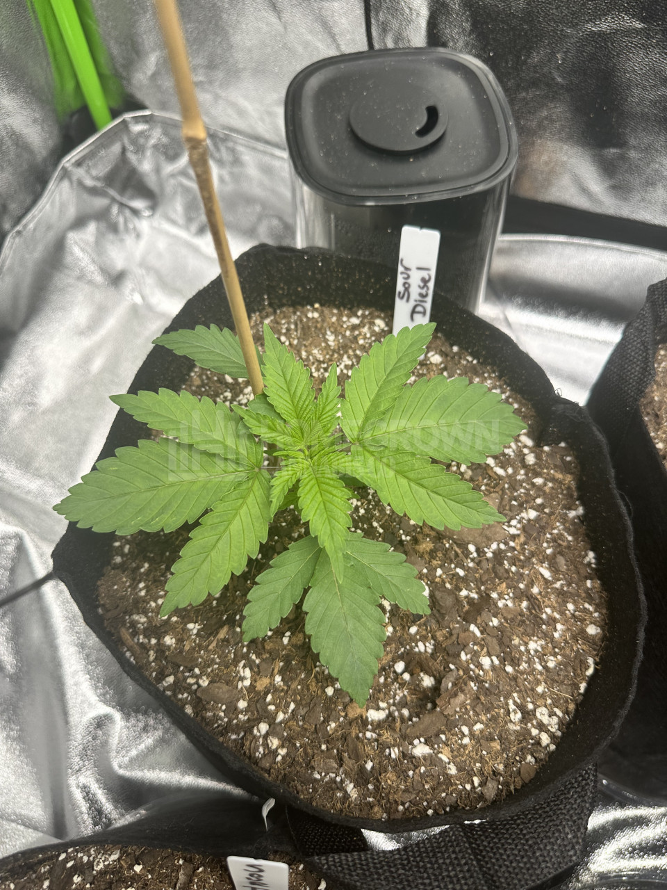 Diesel Autoflower Cannabis Seeds week 1 grow journal by miken - 1st ...