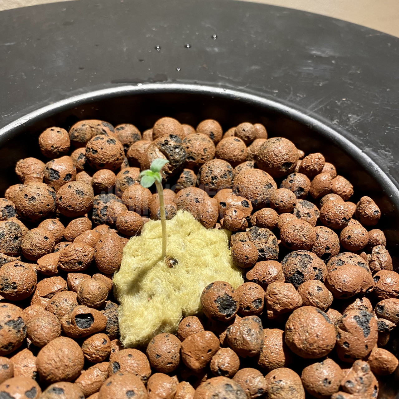 White Widow Autoflower Cannabis Seeds week 2 grow journal by cdcotton ...