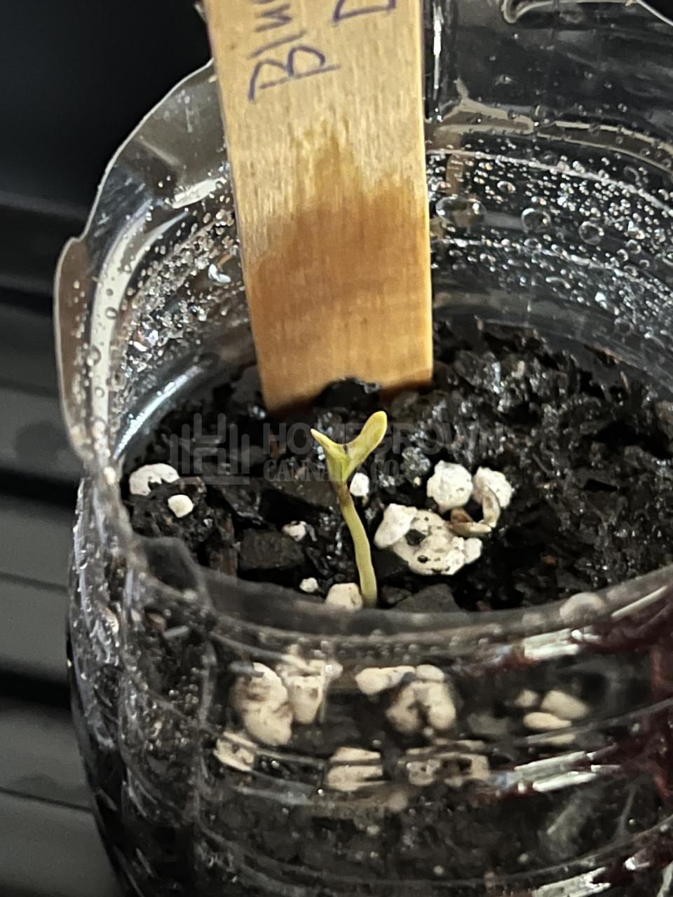 Blue Dream Autoflower Cannabis Seeds week 1 grow journal by sneaker-p ...