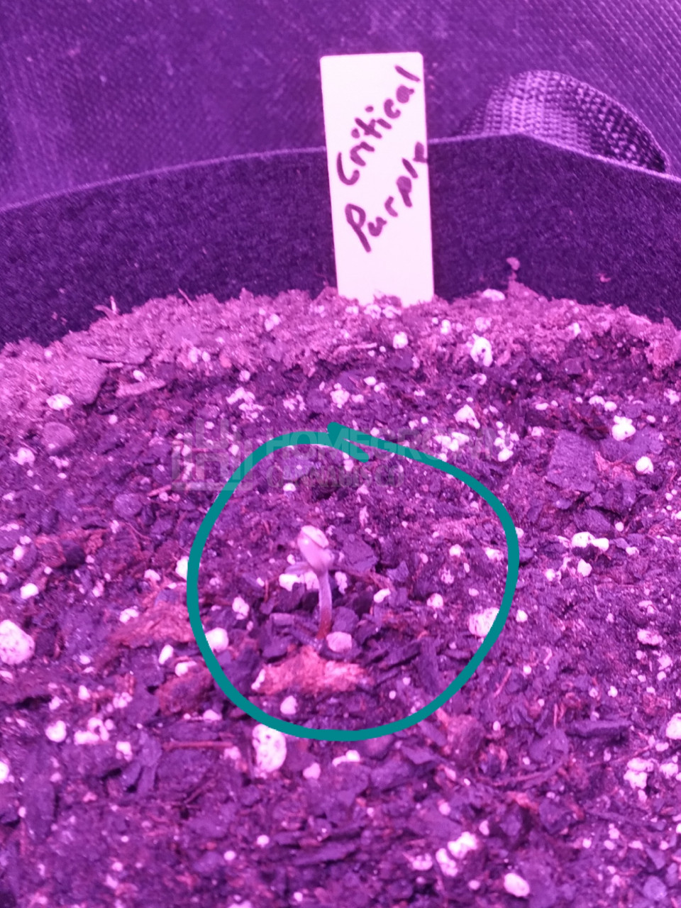 Critical Purple Autoflower Cannabis Seeds week 1 grow journal by ...