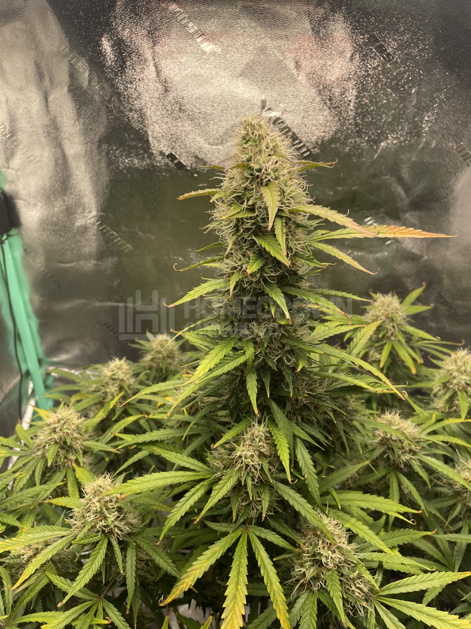 Northern Lights Autoflower Cannabis Seeds week 12 grow journal by ...