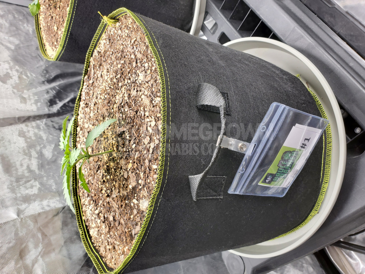 Gelato Autoflower Cannabis Seeds week 4 grow journal by turnandburn ...