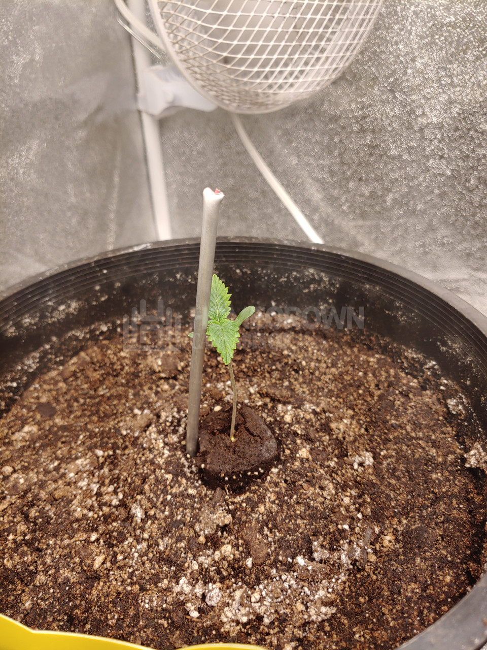Runtz Autoflower Cannabis Seeds week 2 grow journal by jimig1974 ...