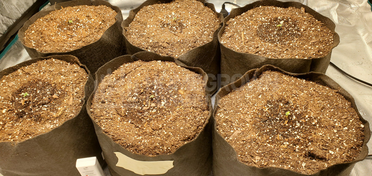 LSD Autoflower Cannabis Seeds week 1 grow journal by Daniel_peterson ...