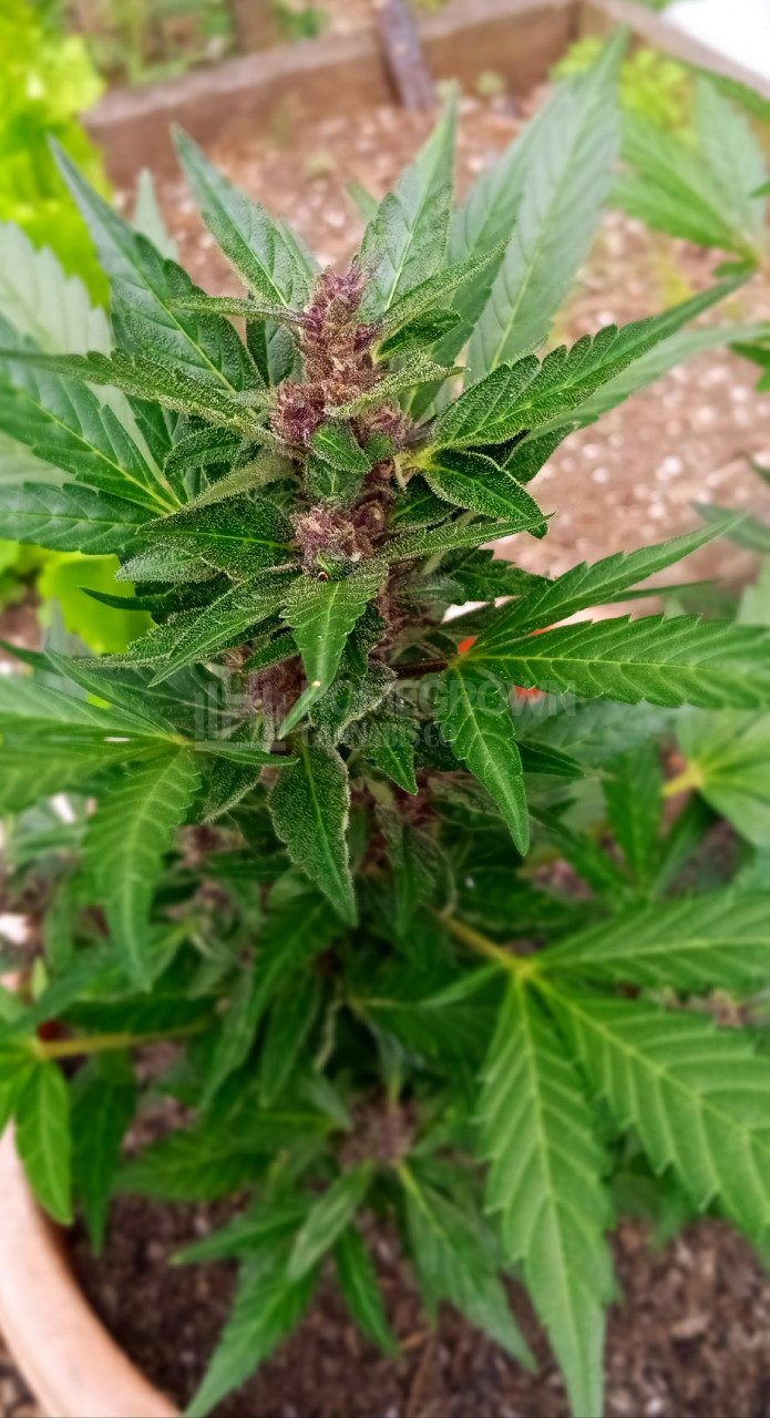 Blueberry Autoflower Cannabis Seeds week 9 grow journal by Brettsam83 ...