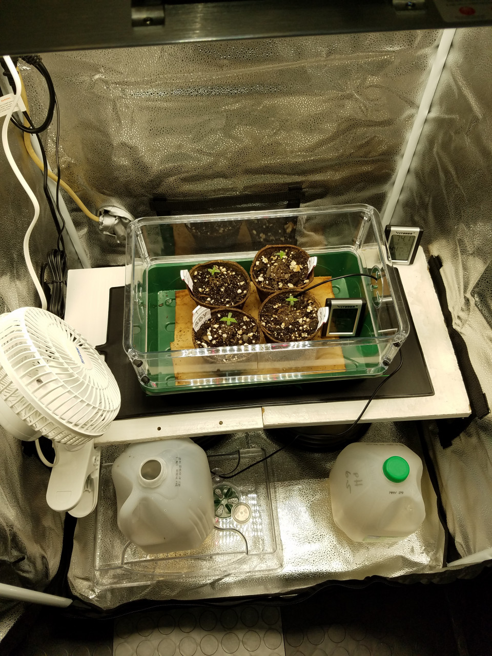 Blueberry Autoflower Cannabis Seeds week 1 grow journal by random ...