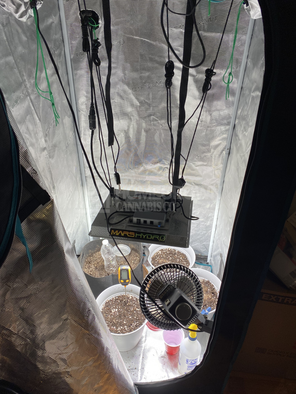 Runtz Feminized Cannabis Seeds week 1 grow journal by Ka_boom - White ...