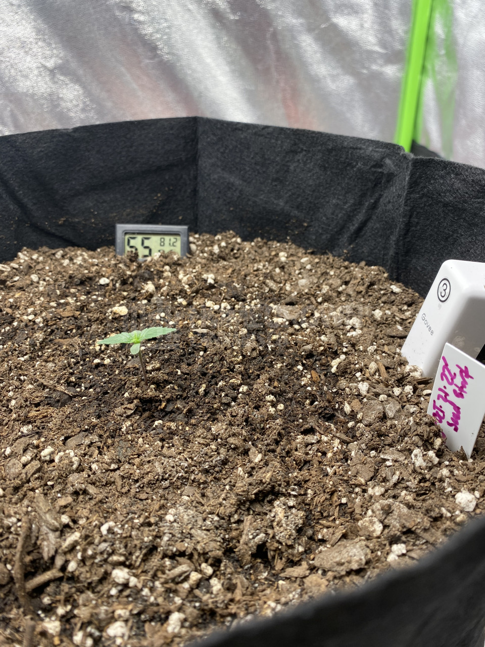 Bruce Banner Autoflower Cannabis Seeds week 1 grow journal by mrcrum ...