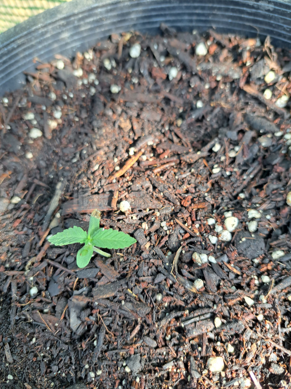 Purple Kush Autoflower Cannabis Seeds week 2 grow journal by Joseph ...