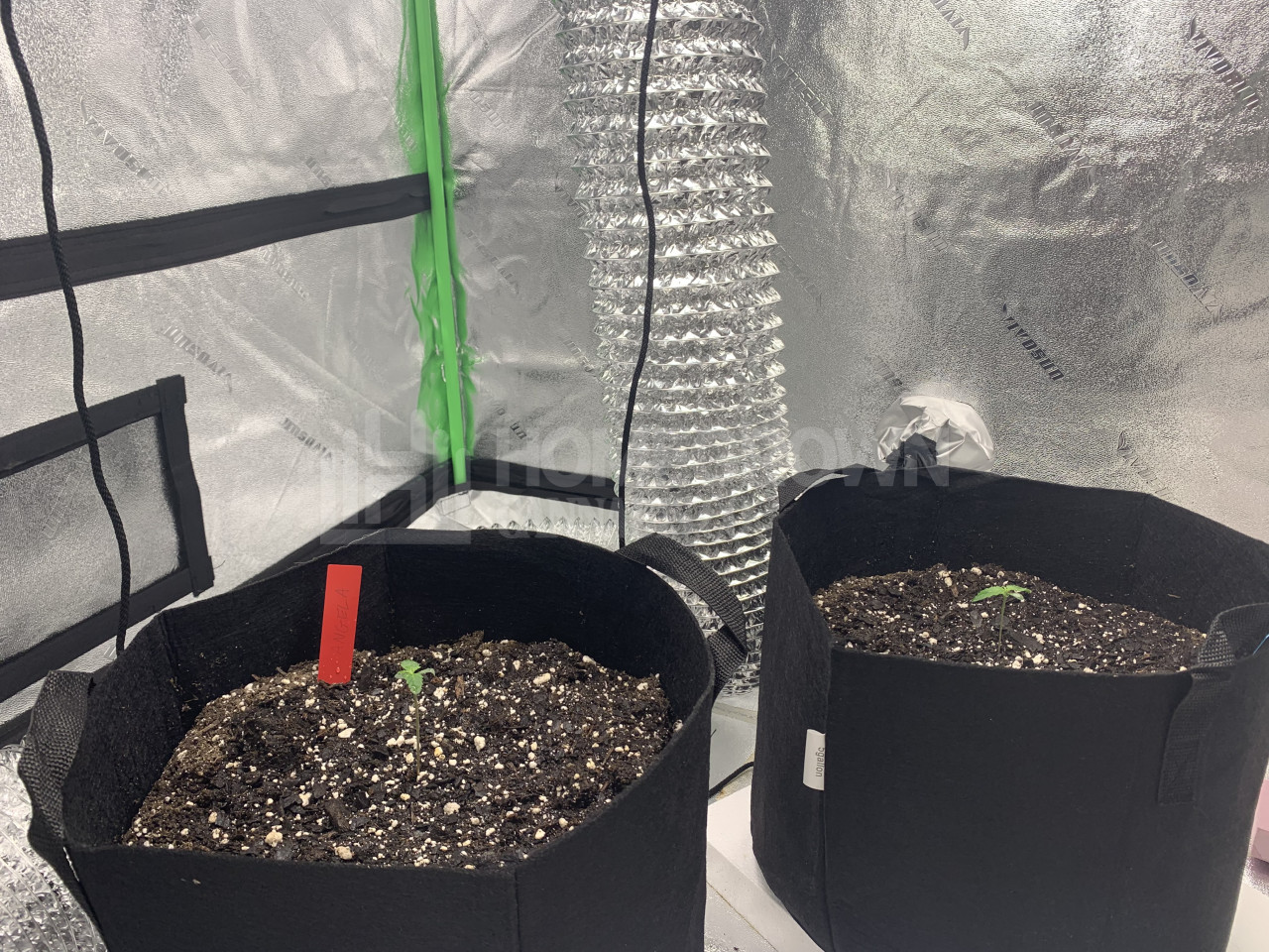 Gelato Autoflower Cannabis Seeds week 2 grow journal by danny-hahn ...