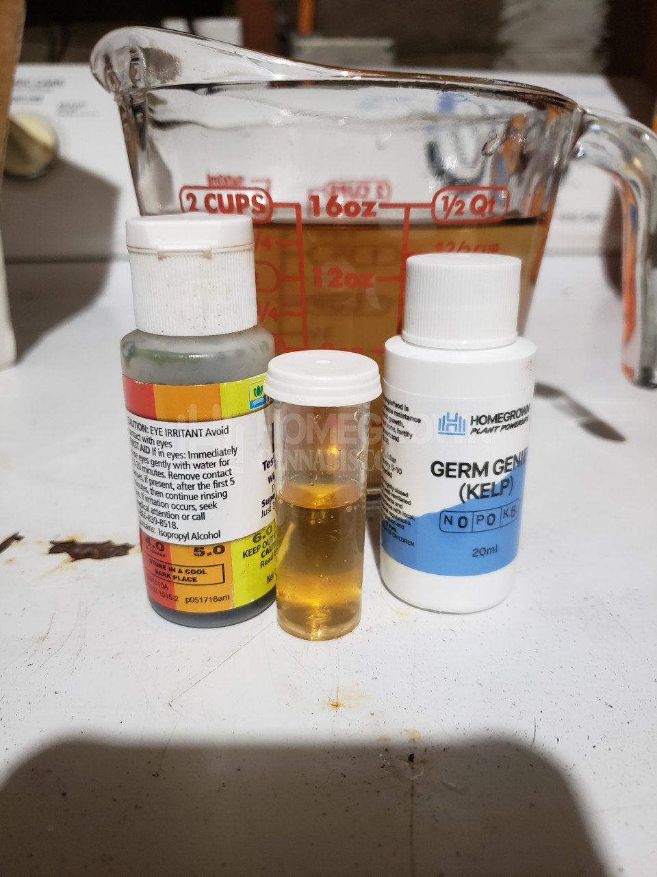 G13 Autoflower Cannabis Seeds week 1 grow journal by bradgrower1 ...