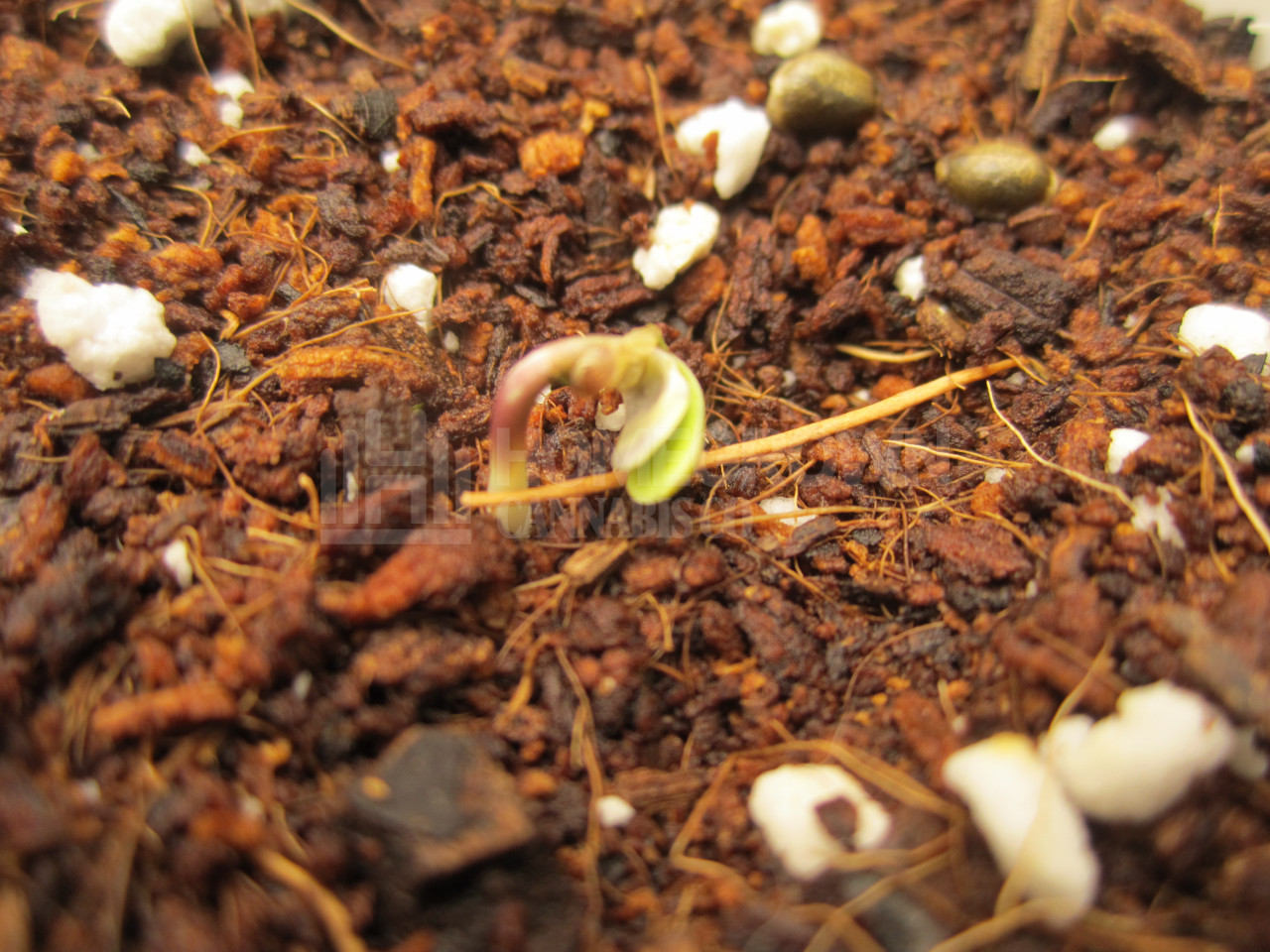 Runtz Autoflower Cannabis Seeds week 1 grow journal by odysseuss ...