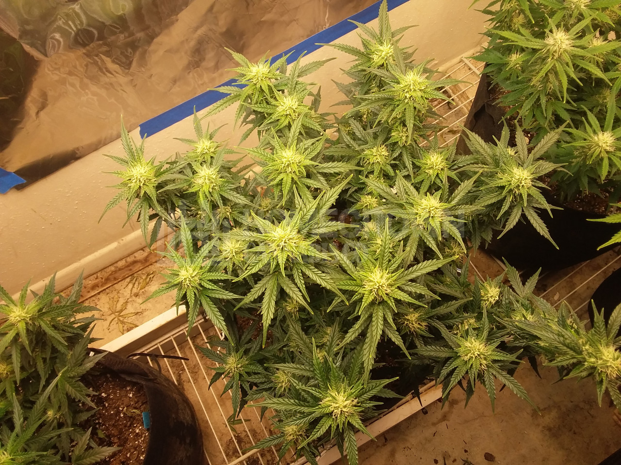 White Widow Autoflower Cannabis Seeds week 9 grow journal by jpar21 ...
