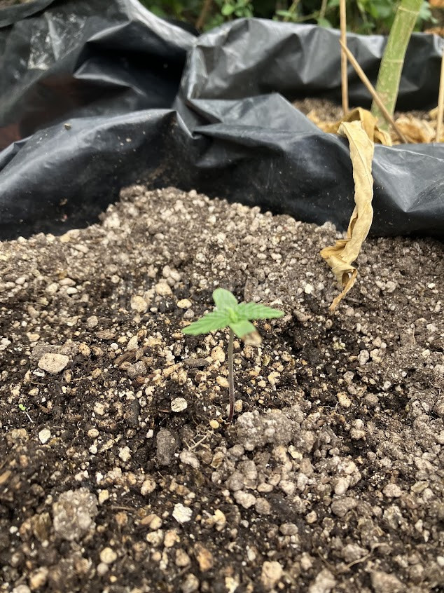 Gelato Autoflower Cannabis Seeds week 2 grow journal by half-shadow ...