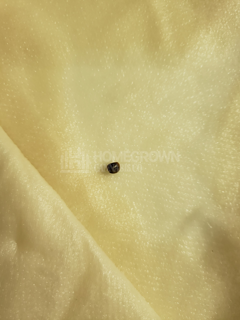 G13 Autoflower Cannabis Seeds week 1 grow journal by bradgrower1 ...