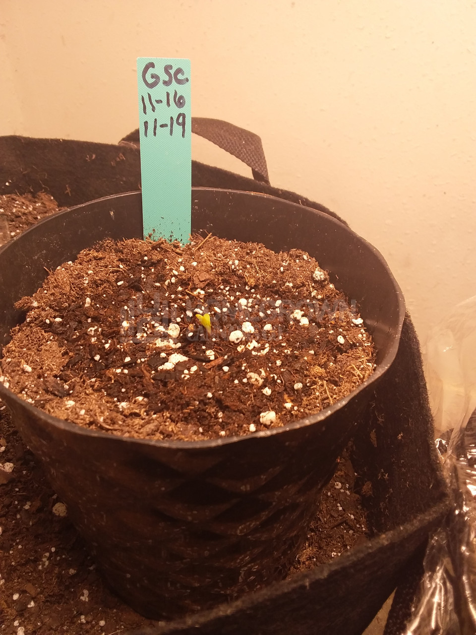 Girl Scout Cookies Autoflower Cannabis Seeds week 1 grow journal by ...