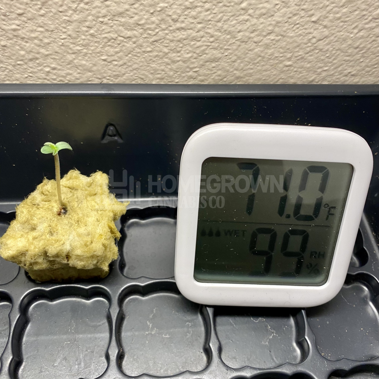 White Widow Autoflower Cannabis Seeds week 1 grow journal by cdcotton ...