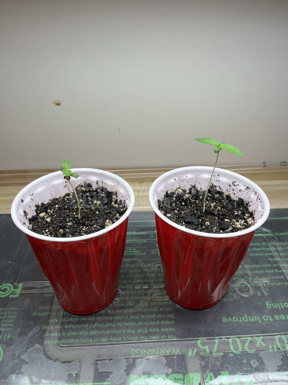 Blueberry Feminized Cannabis Seeds week 1 grow journal by 5zero ...