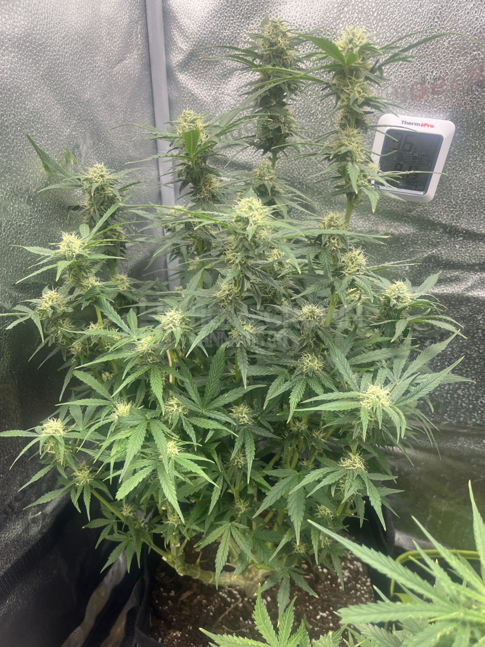 Jack Herer Autoflower Cannabis Seeds week 12 grow journal by ...