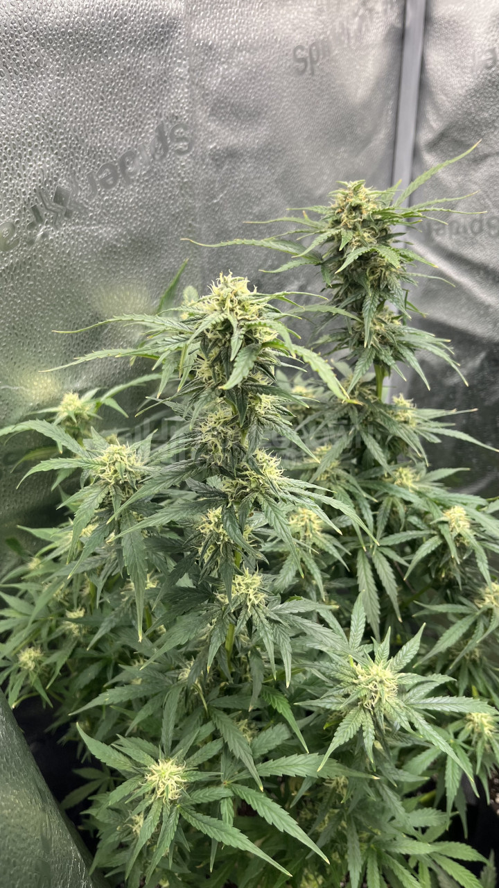 Jack Herer Autoflower Cannabis Seeds week 12 grow journal by ...