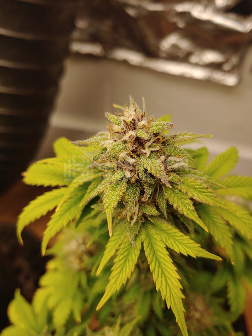 Runtz Autoflower Cannabis Seeds week 11 grow journal by jimig1974 ...