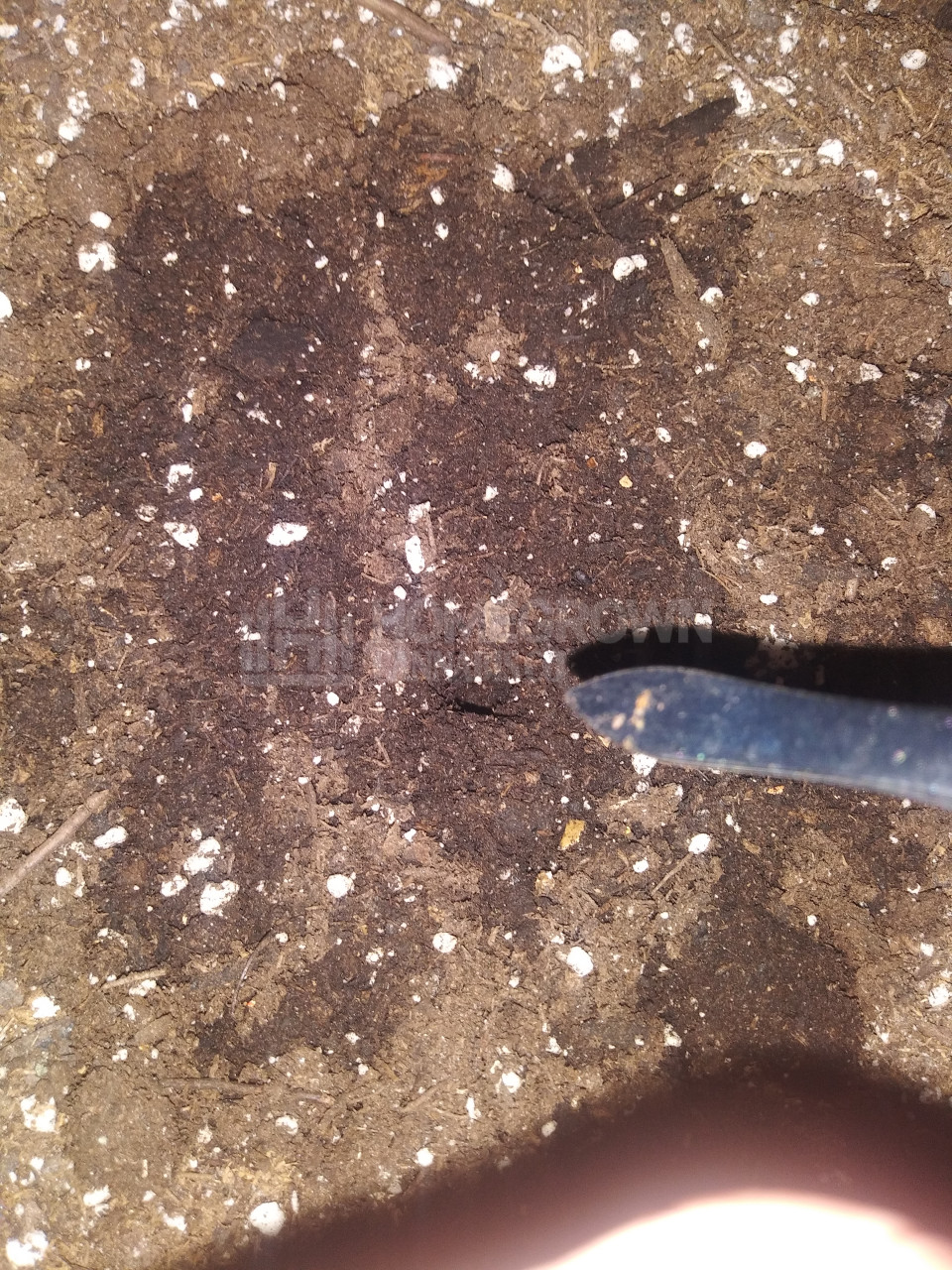 Blue Amnesia Autoflower Cannabis Seeds week 1 grow journal by ...