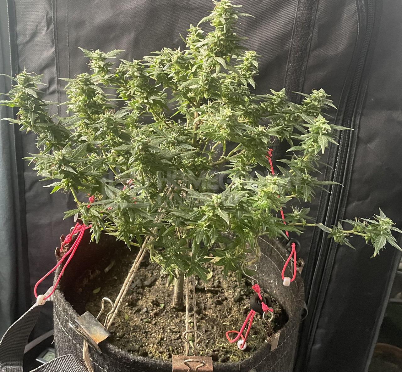Gorilla Glue #4 Autoflower Cannabis Seeds week 14 grow journal by ...