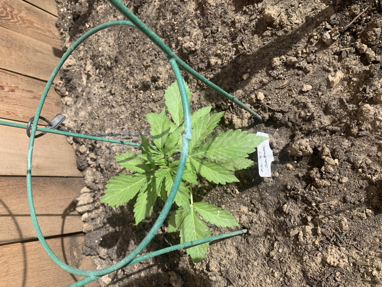 AK-47 Autoflower Cannabis Seeds week 4 grow journal by happydad7718 ...