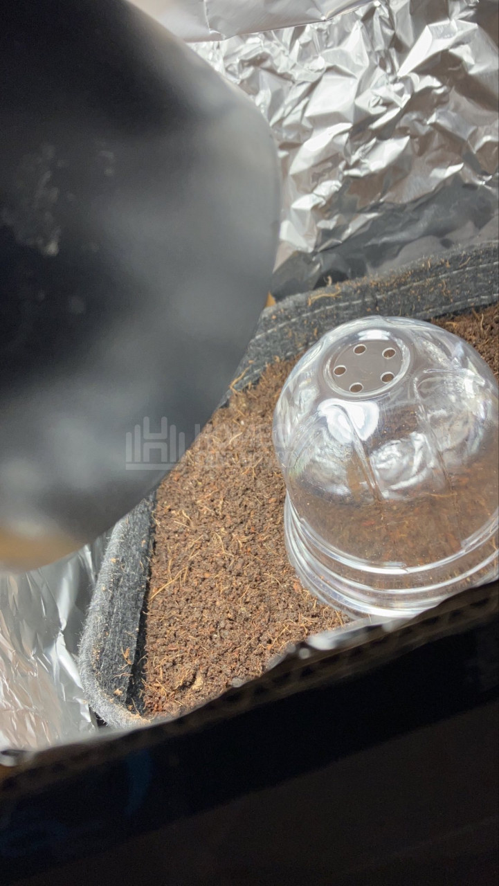 Lemon Drizzle Auto Cannabis Seeds week 1 grow journal by katina-j ...