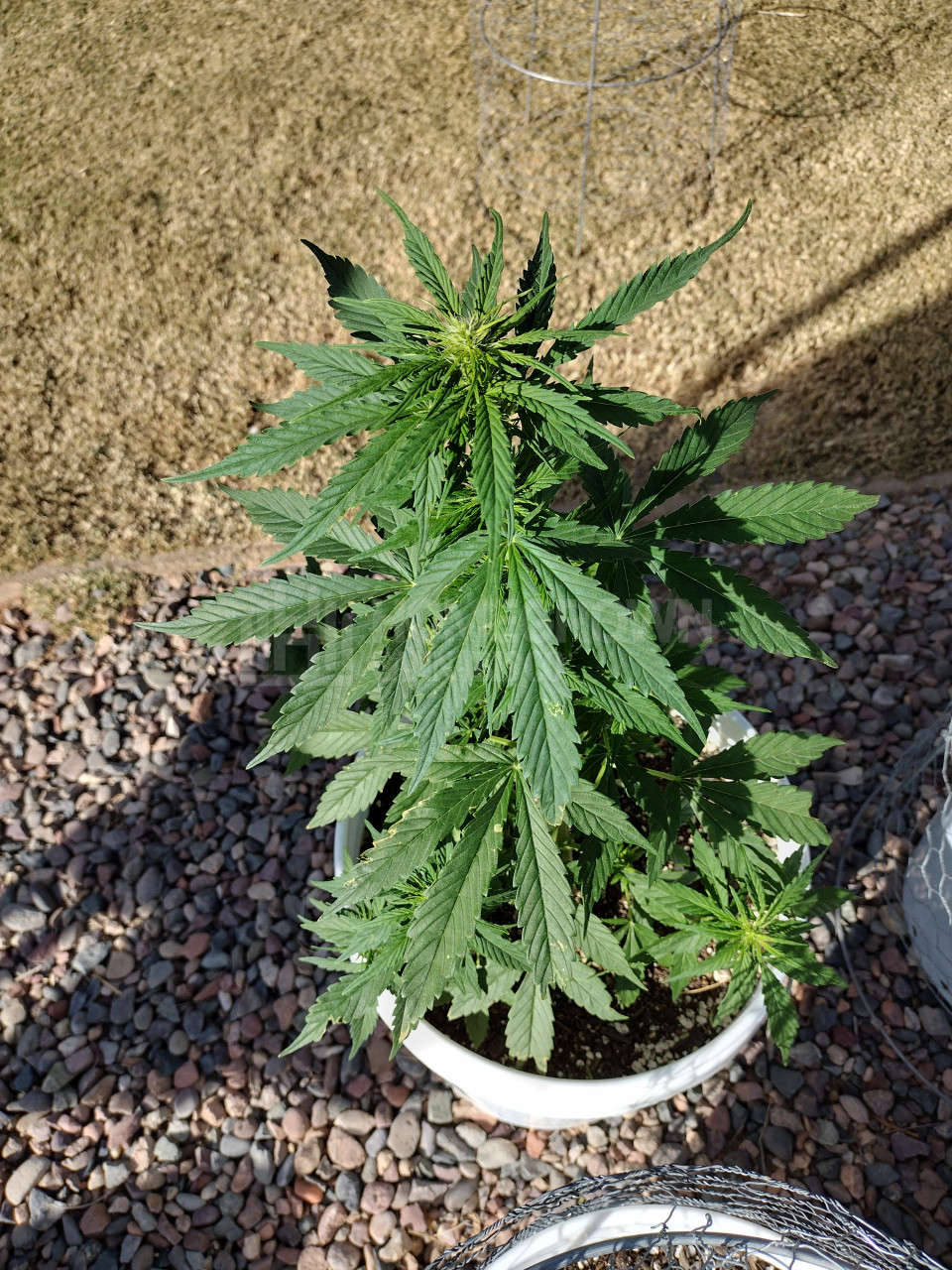 Lemon Haze Autoflower Cannabis Seeds week 7 grow journal by burl - Burls Backyard grow grow dairy