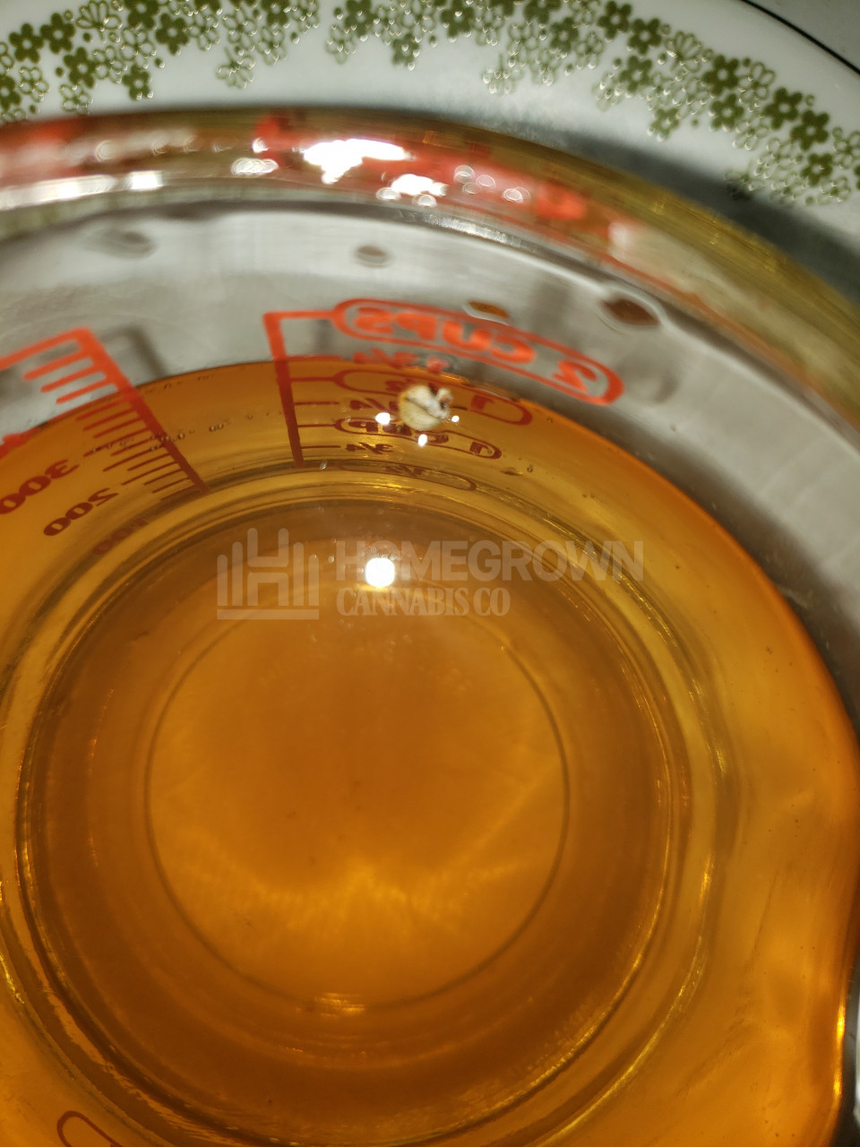 G13 Autoflower Cannabis Seeds week 1 grow journal by bradgrower1 ...