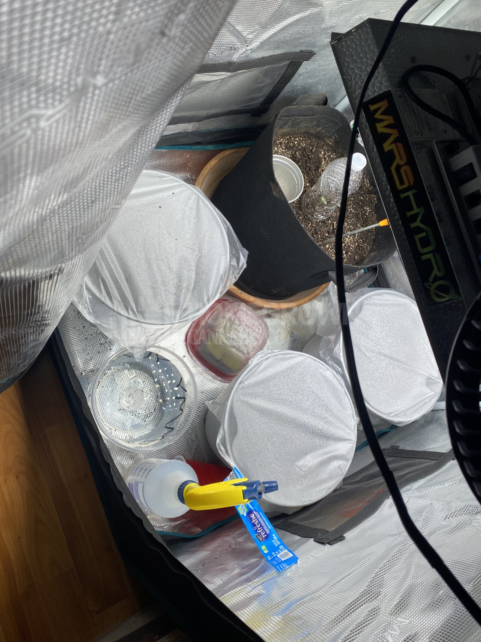 Runtz Feminized Cannabis Seeds week 1 grow journal by Ka_boom - White ...