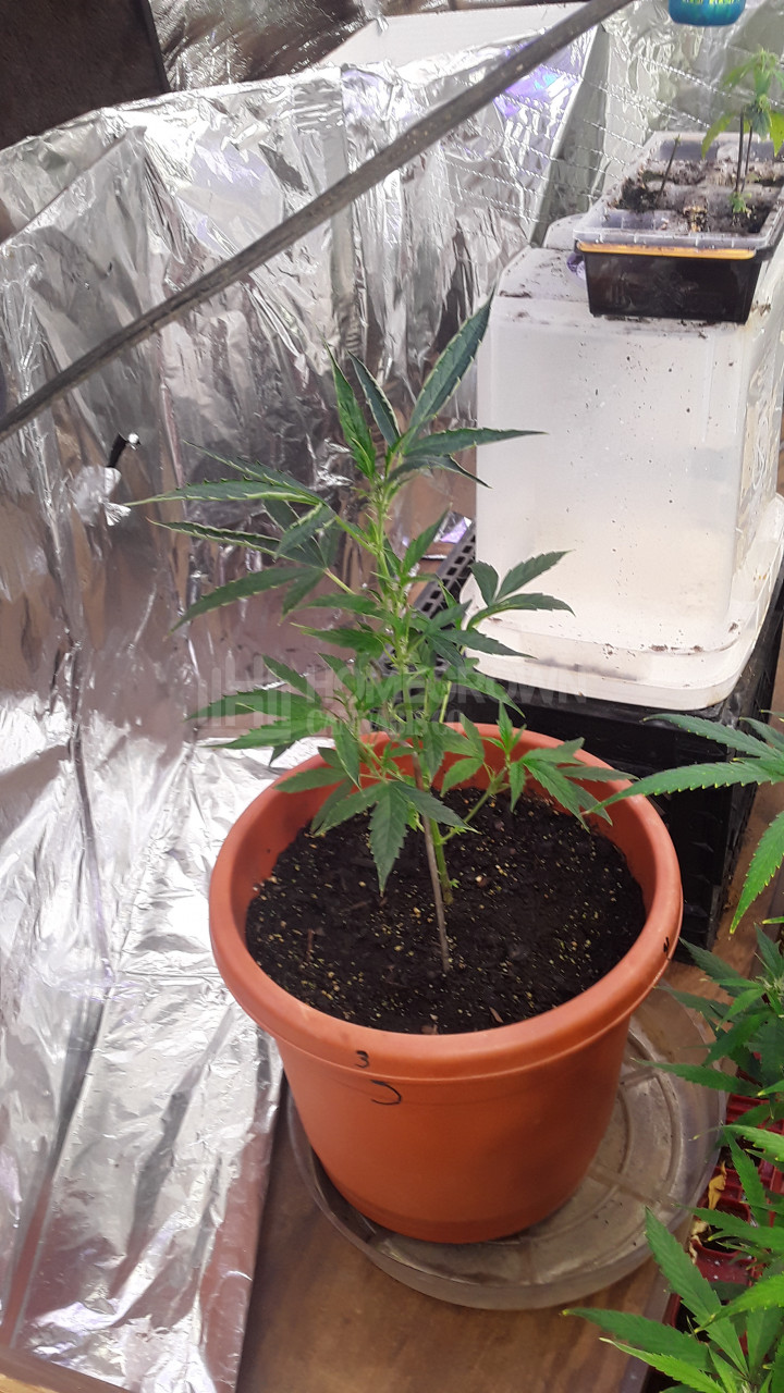 Bruce Banner Autoflower Cannabis Seeds week 9 grow journal by ...