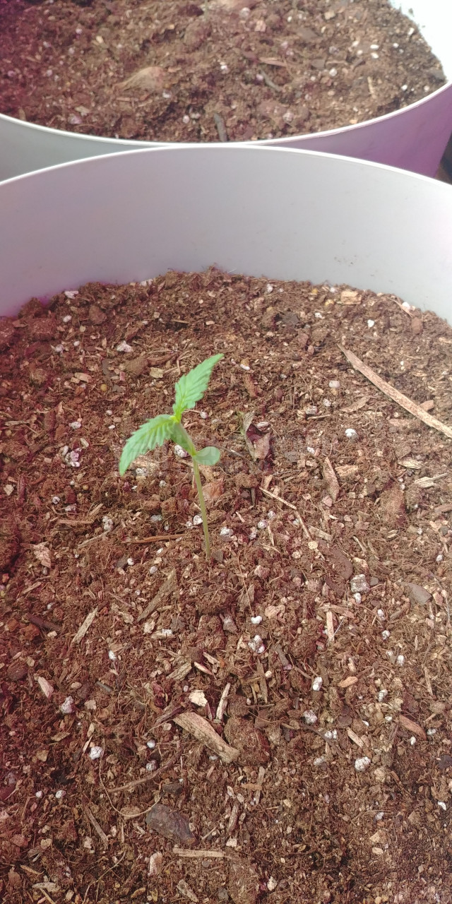 Candy Cream Autoflower Cannabis Seeds week 2 grow journal by ...