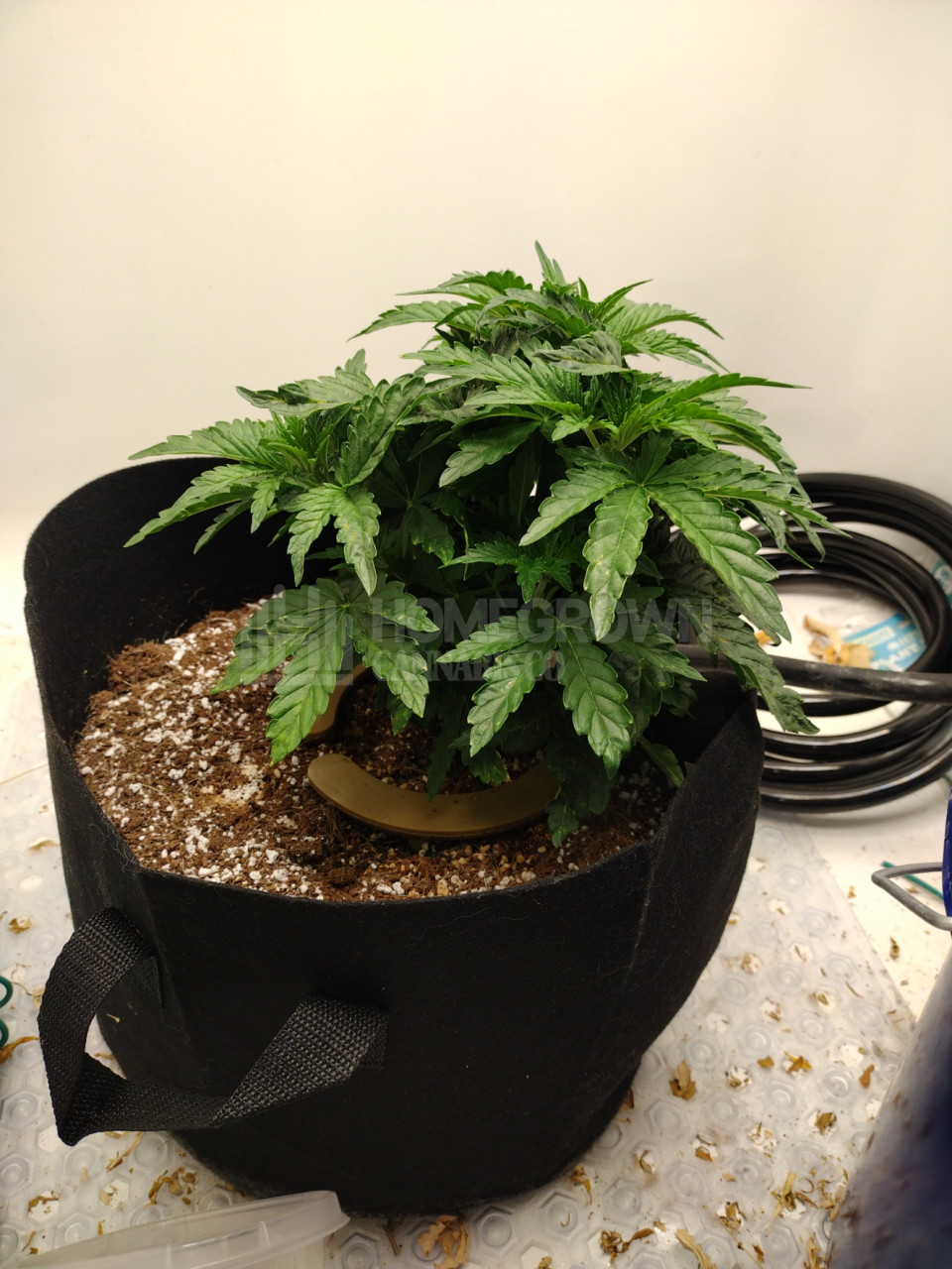 Bruce Banner Autoflower Cannabis Seeds week 5 grow journal by lkerr406 ...