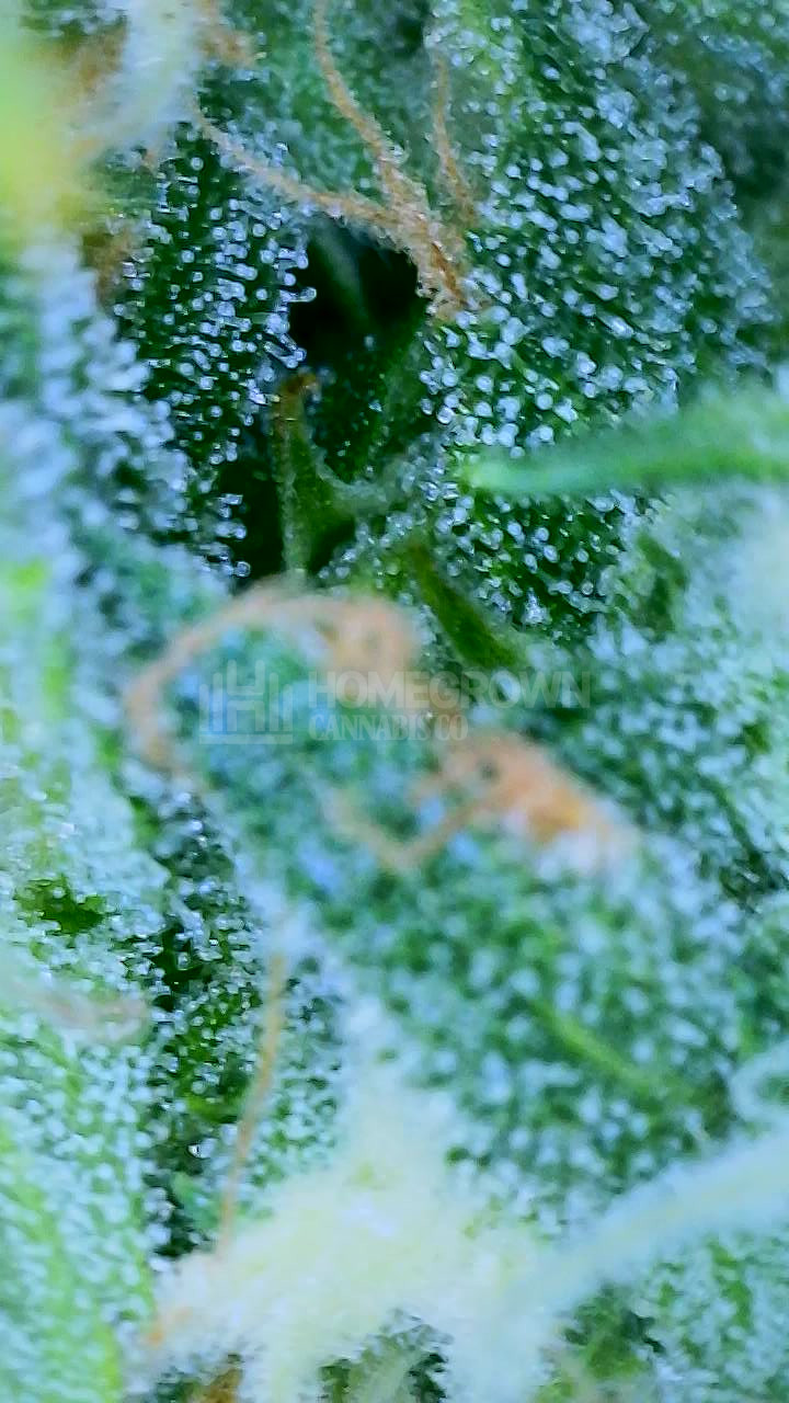 Diesel Autoflower Cannabis Seeds week 7 grow journal by lkerr406 ...