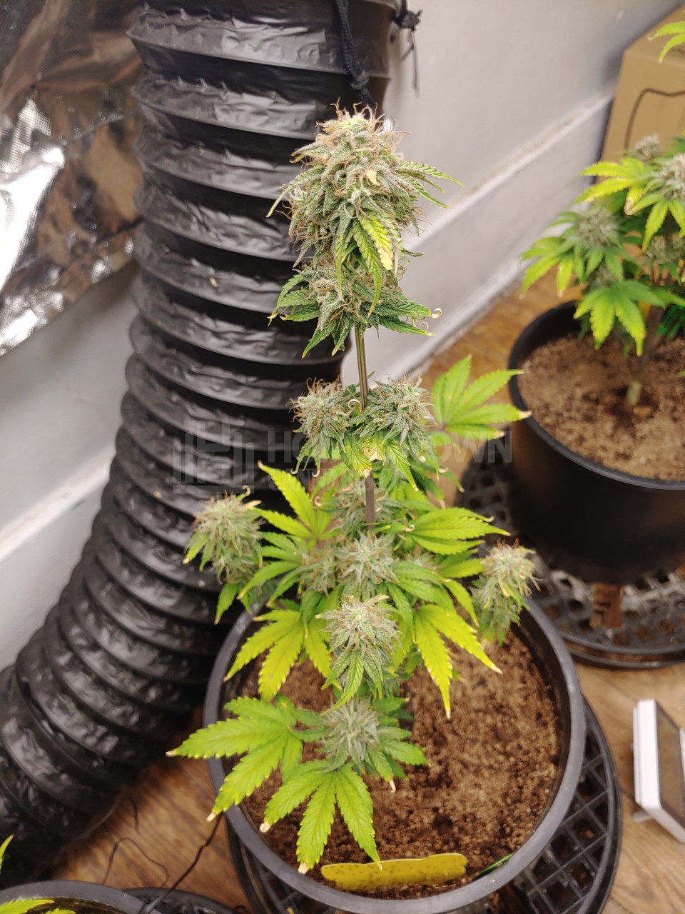 Runtz Autoflower Cannabis Seeds week 11 grow journal by jimig1974 ...